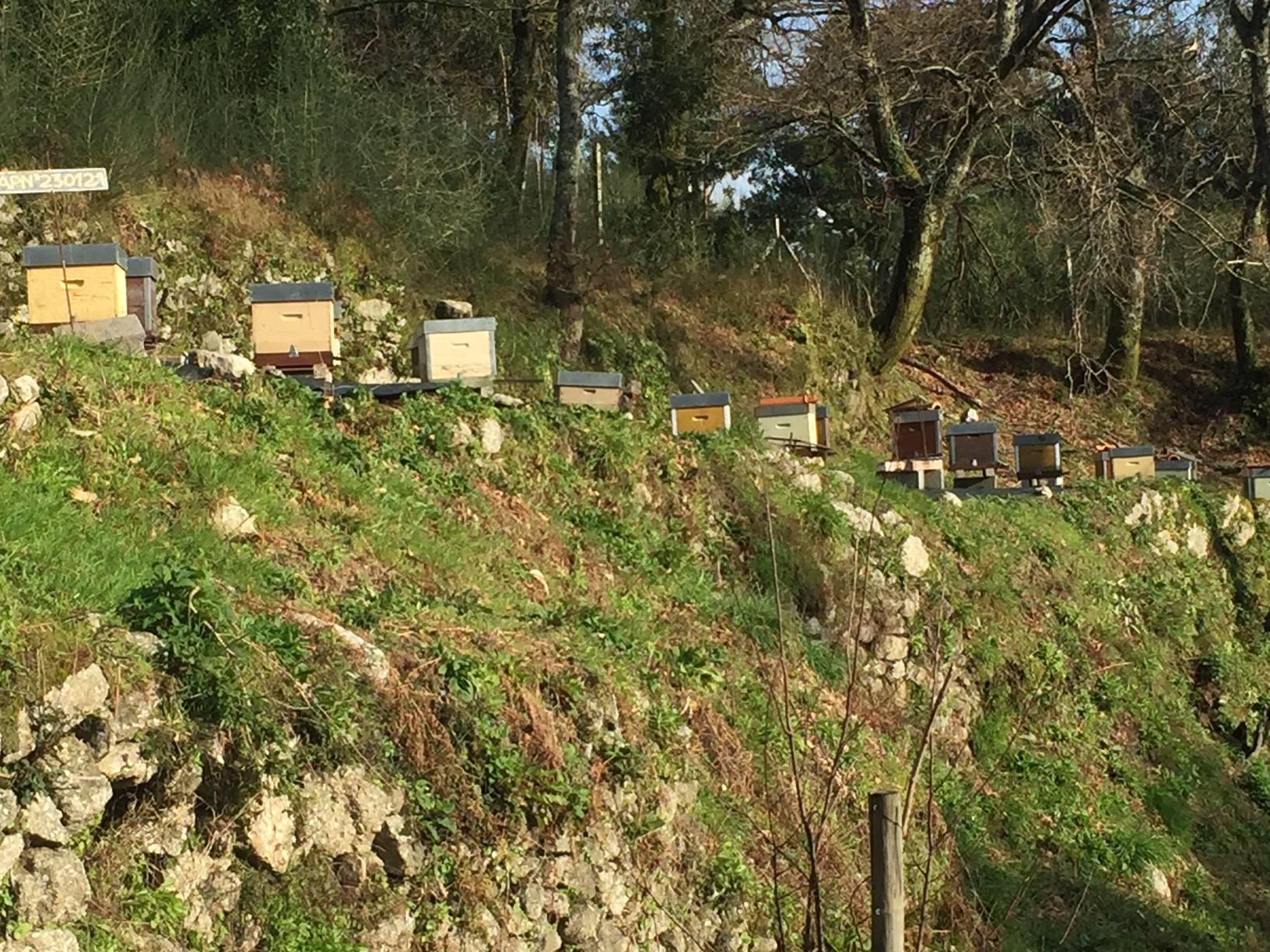 Introducing Ouranos and Melissae - the newest members of Aphros ...